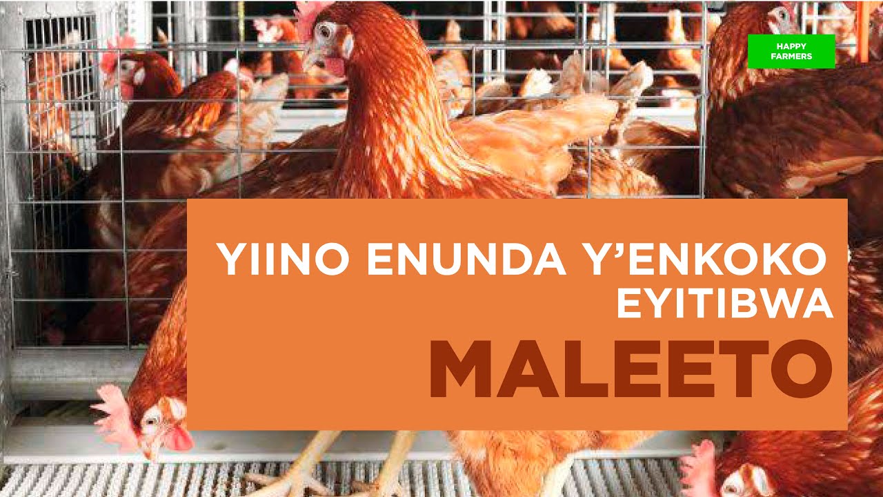 Yino enkola y'okulunda enkoko empya eyitibwa Maleeto @HAPPYFARMERS ...