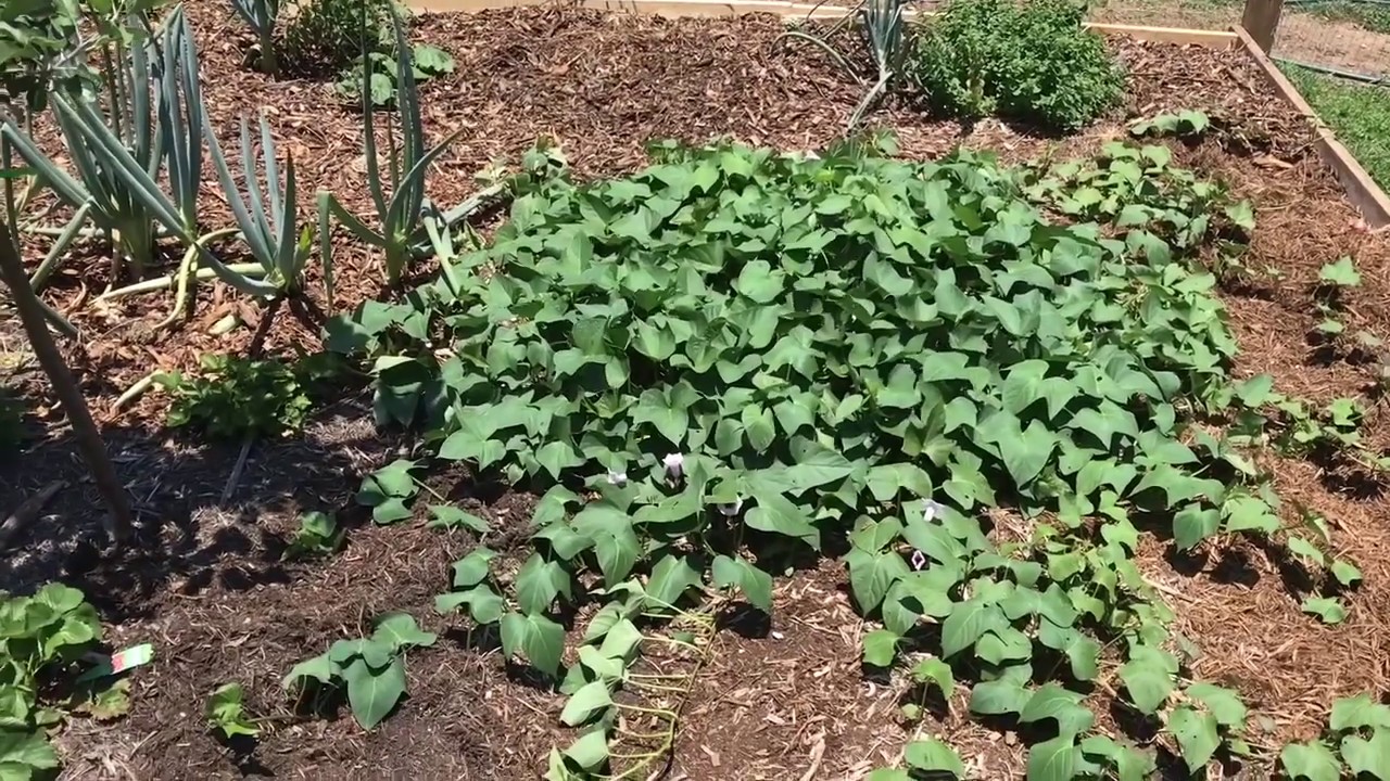 Strawberry and sweet potato runners. GET MORE PLANTS! - YouTube