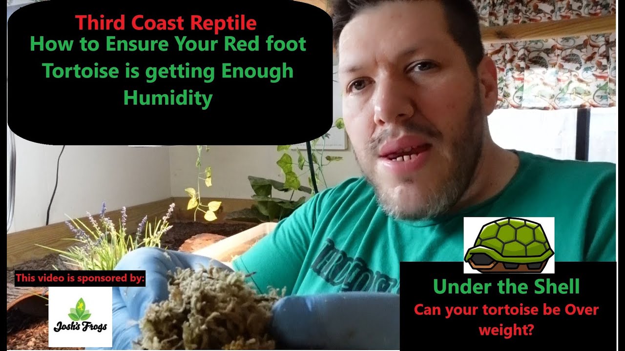 How to Ensure your Redfoot Tortoise is getting Enough Humidity - YouTube