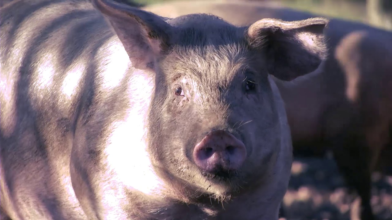 ASSOCIATION PRODUITS FERMIERS DU SUD OUEST: porcs fermiers du sud ouest ...