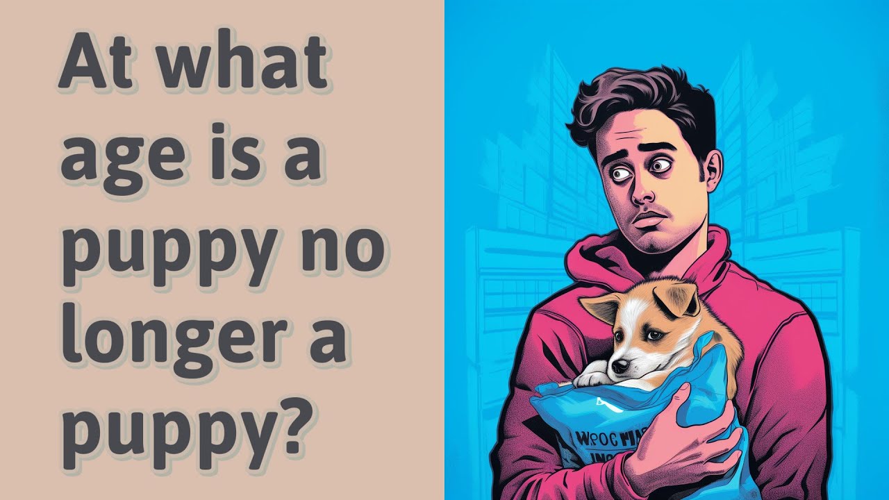At What Age Is A Puppy No Longer A Puppy YouTube