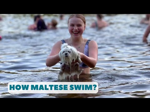 Are Maltese's Good Swimmers?