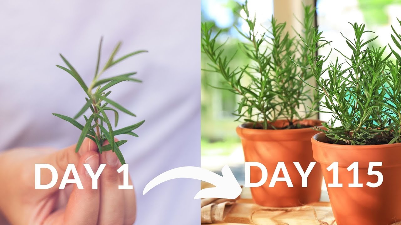 How to grow rosemary from cutting complete guide | from garden to ...