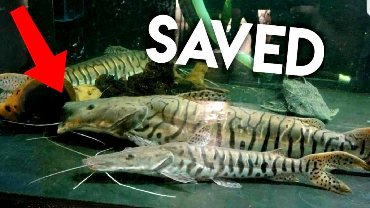 A Day in the Life of Ohio Fish Rescue - YouTube