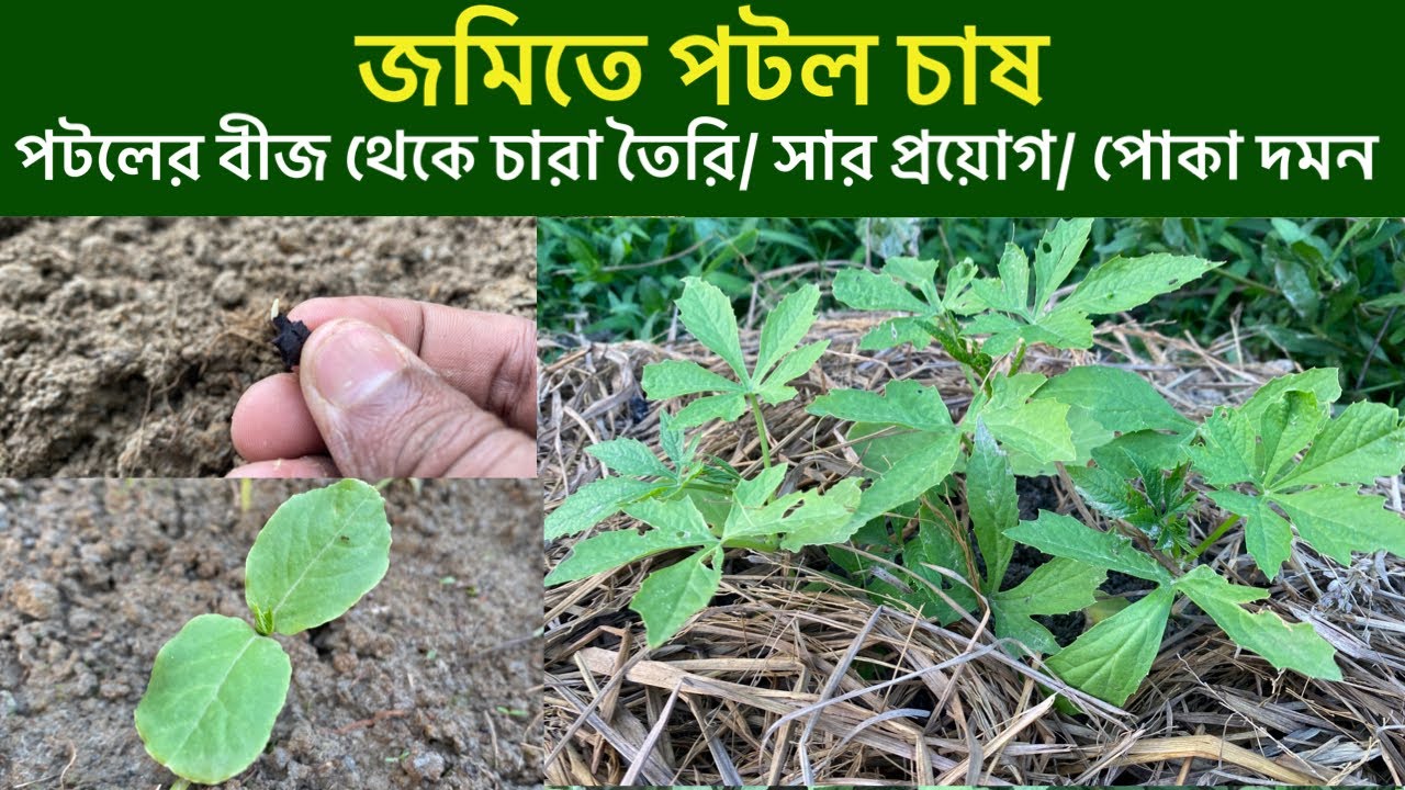 পটল চাষ পদ্ধতি। পটলের চারা তৈরি, সার প্রয়োগ ও পোকা দমন। How to grow ...