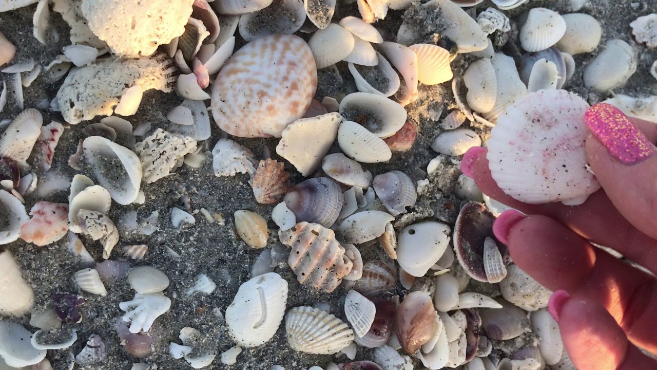 Sanibel Shelling - Virtual Shelling on A Huge Shell Line - YouTube
