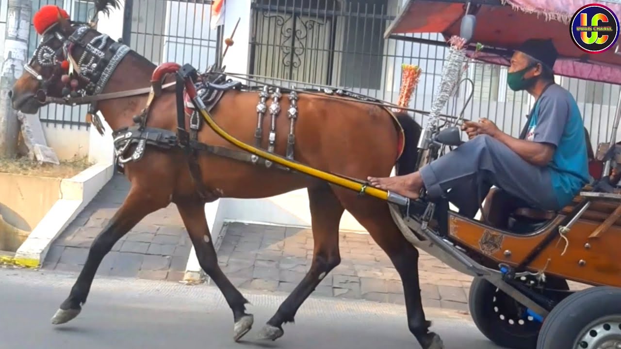 NAIK DELMAN ISTIMEWA - DUDUK DISAMPING PAK KUSIR - WISATA KUDA DELMAN ...