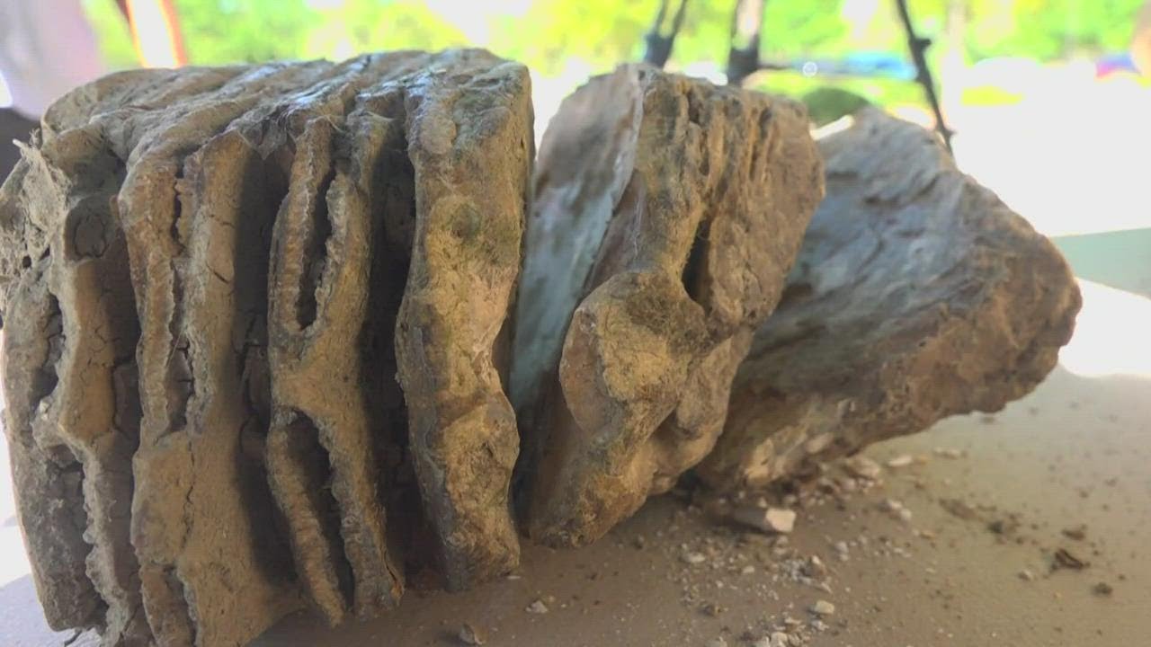 Central Texas man finds mammoth tooth in Waco area - YouTube