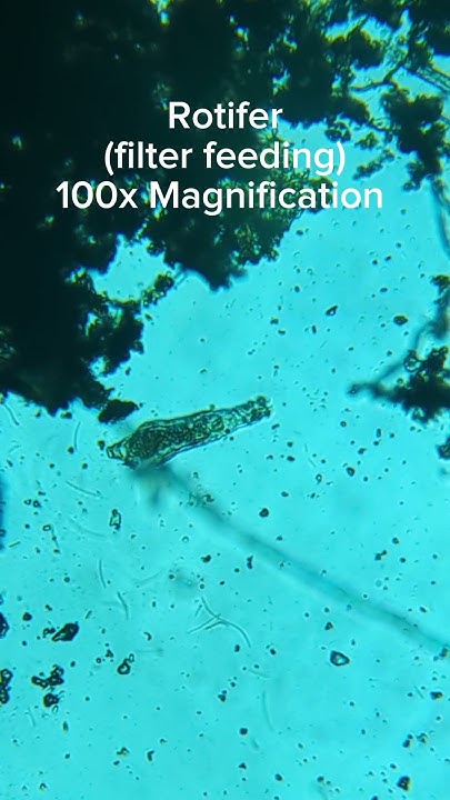 Rotifers Under a Microscope #shorts - YouTube