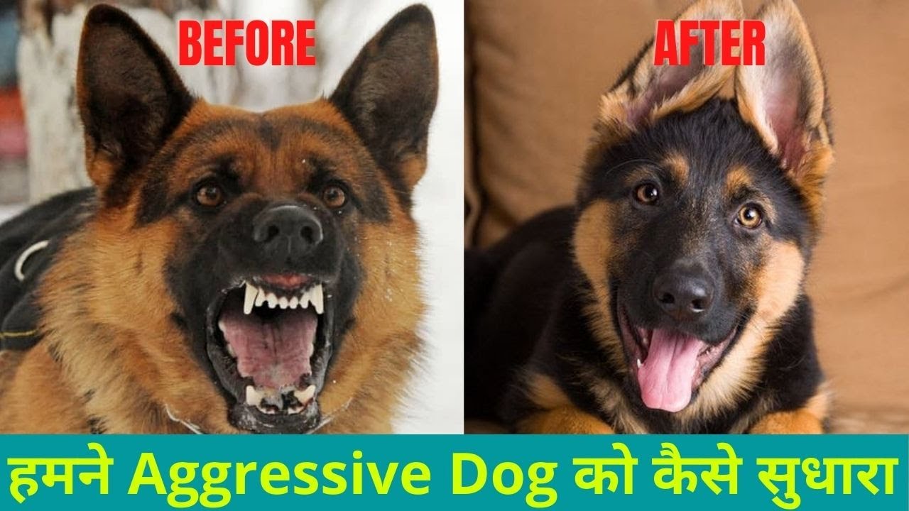 Miracle performed by a dog trainer | How to train aggressive dogs - YouTube