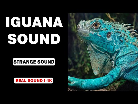 Real Iguana Sounds | High Quality | Interesting Iguana Sound Experience! | 4K