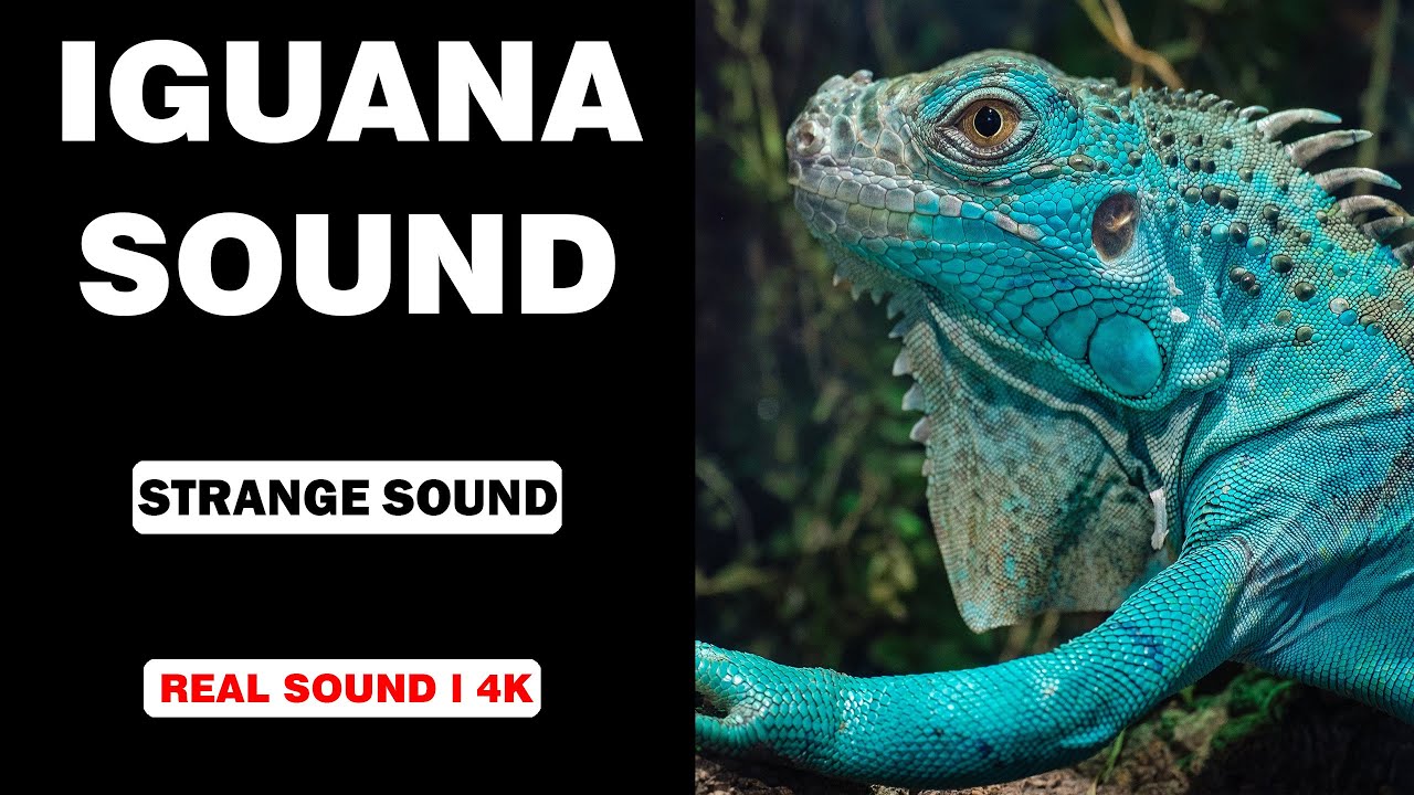 Real Iguana Sounds | High Quality | Interesting Iguana Sound Experience ...