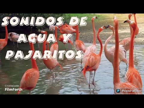 SONIDO DE PAJARITOS,PECES,GAVIOTAS,CISNES,TORTUGAS,PATOS NADANDO ...