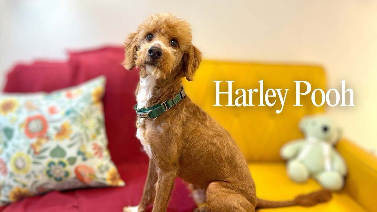 Harley Pooh, The family Poodle! - YouTube
