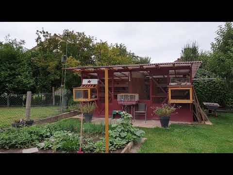 Der Taubenjäger / Taube fangen 14.07.19 - YouTube