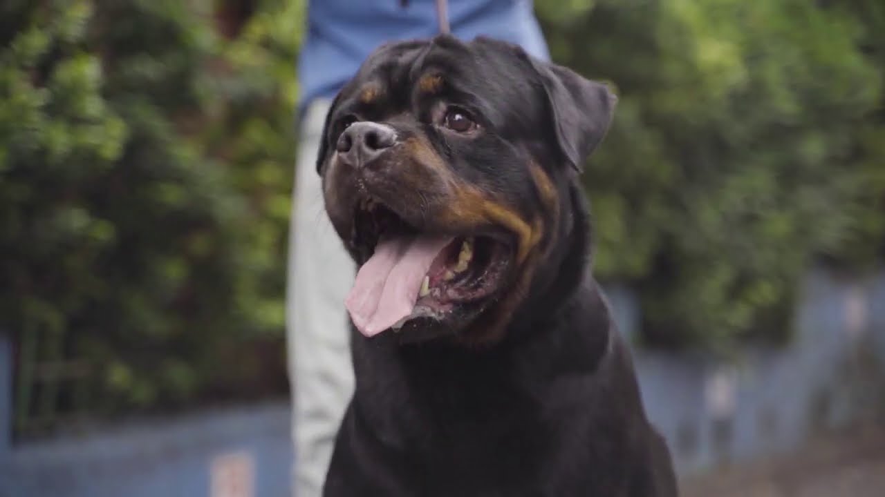 BEST ROTTWEILER I INDIAN ROTTWEILER I VOM RISHOV KENNEL I KENNEL ...