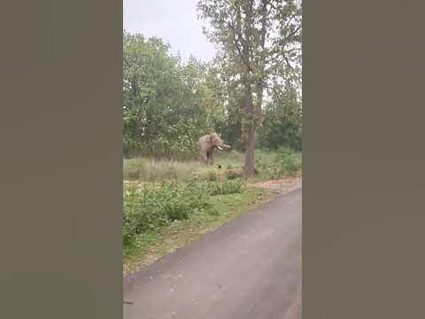 dog 🐕 vs elephant 🐘#engry elephant #short video - YouTube