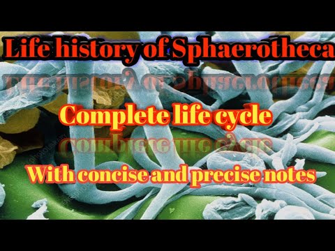 Life history of Sphaerotheca - YouTube