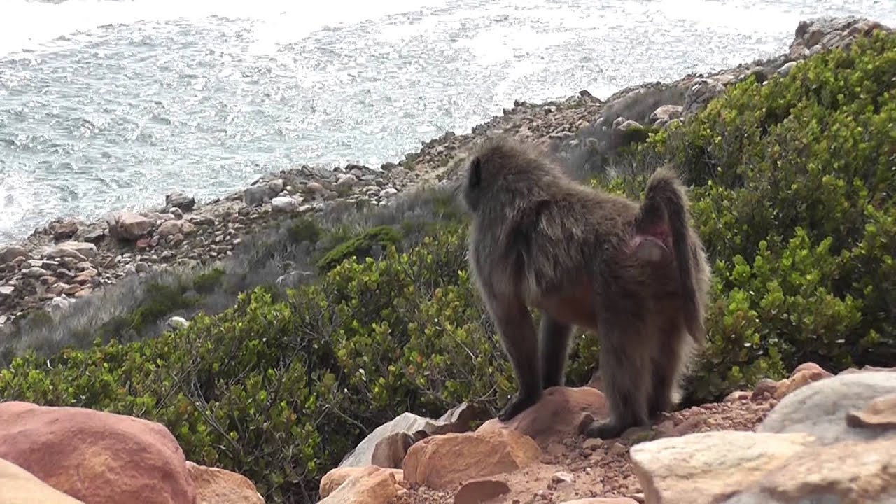 A friendly baboon - YouTube