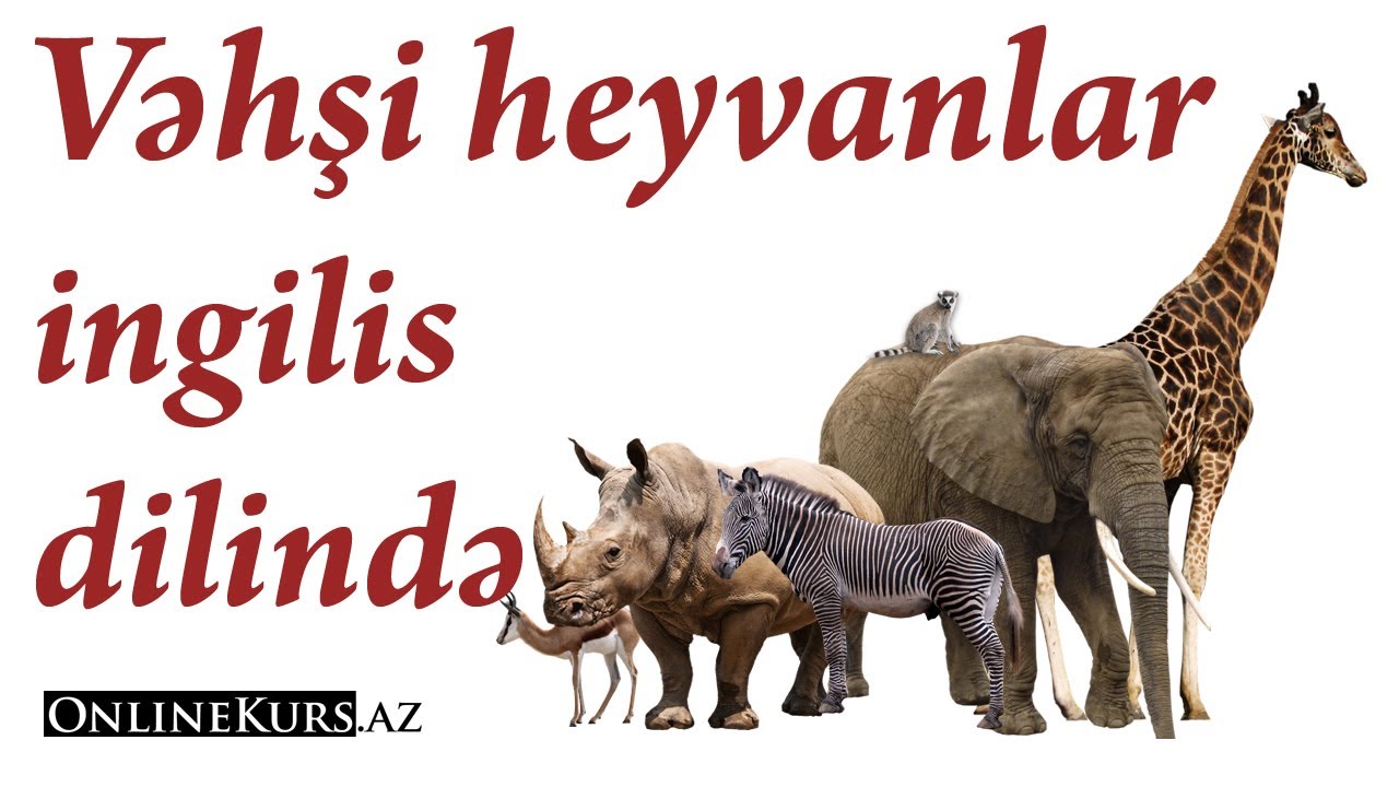 Vəhşi heyvanlar ingilis dilində - YouTube