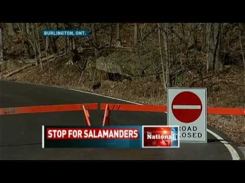 Salamander Crossing | Top Stories | CBC