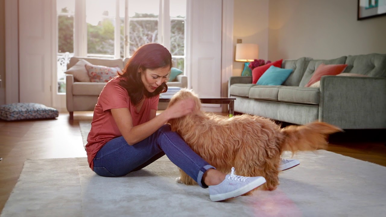 LouLou Productions presents: Philips (dog) - DOP Robert Wilson - Agency ...