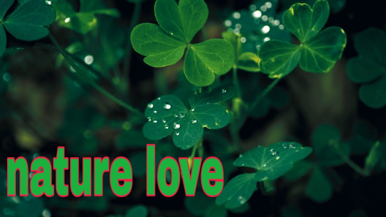 Flute Music|| copyright free music|| Nature Love - YouTube