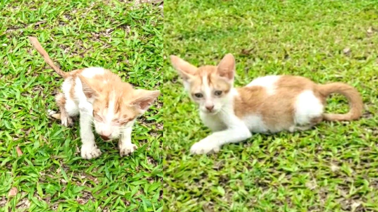 Rescued Kitten Amazing Transformation in 2 weeks. - YouTube