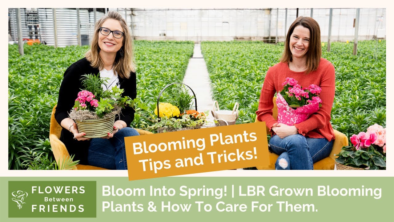 Bloom Into Spring! | LBR Grown Blooming Plants & How To Care For Them ...