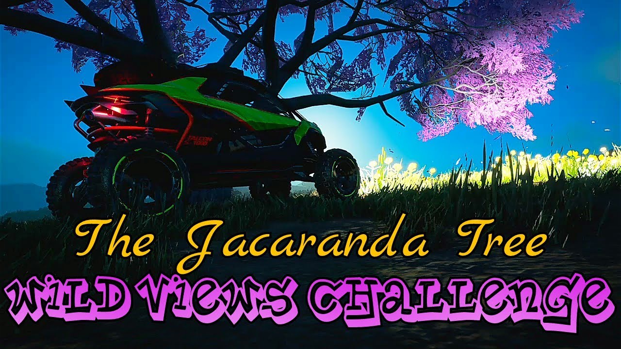 Jacaranda Tree and Peacock Flats Panel Location for Wild Views Purple ...