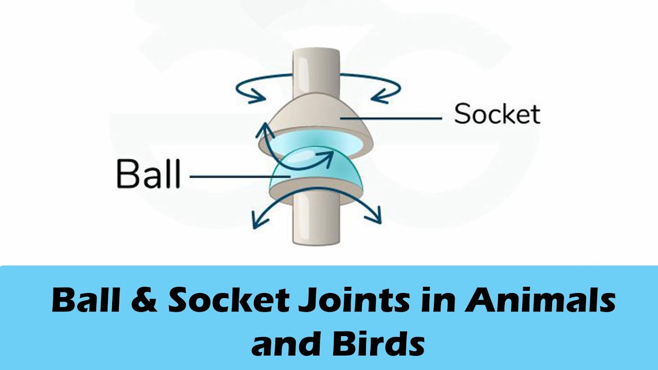 Ball & Socket Joints in Animals and Birds - YouTube