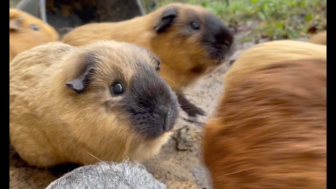 80 guinea pigs run in line to the meadows - YouTube