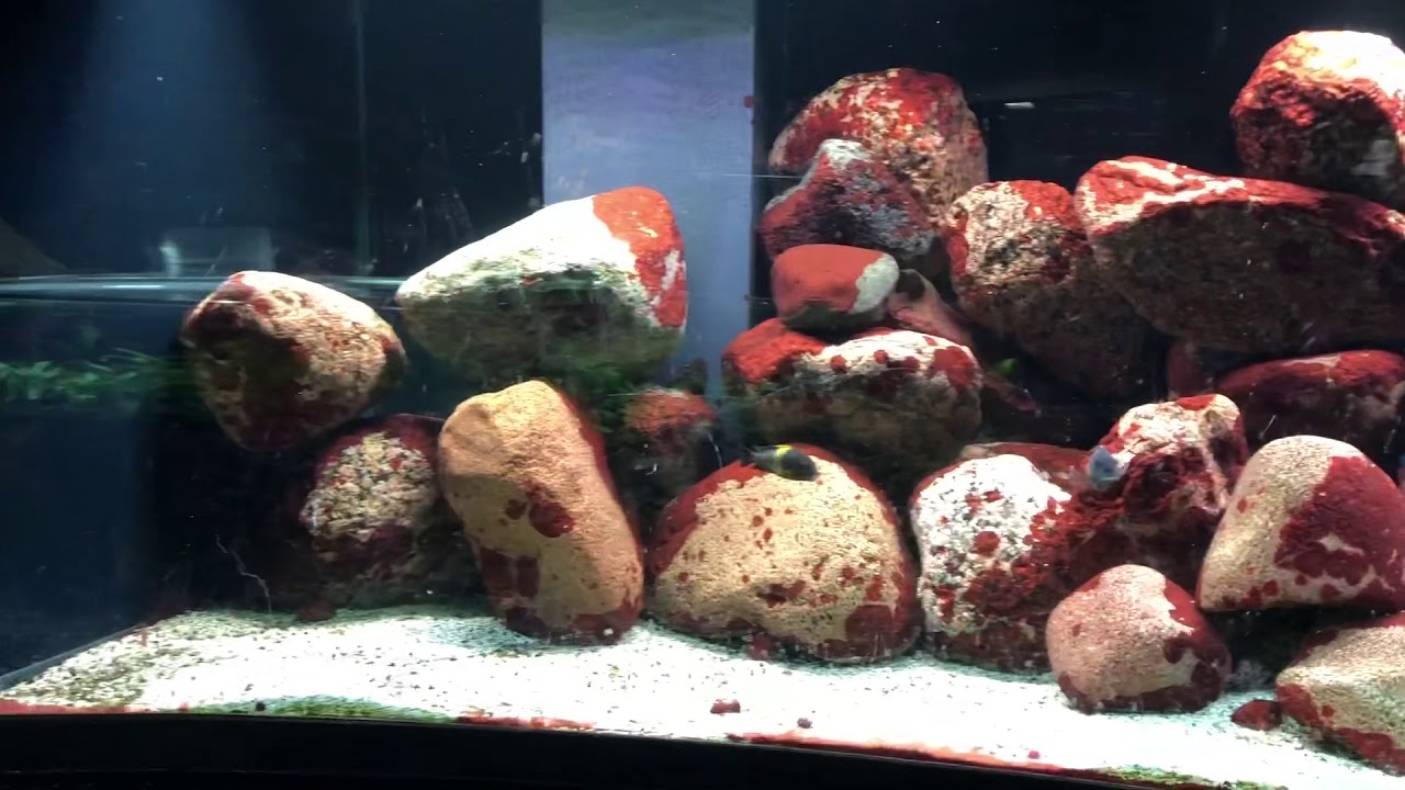 LFS visit.. piranha, discus, puffers,.. - YouTube