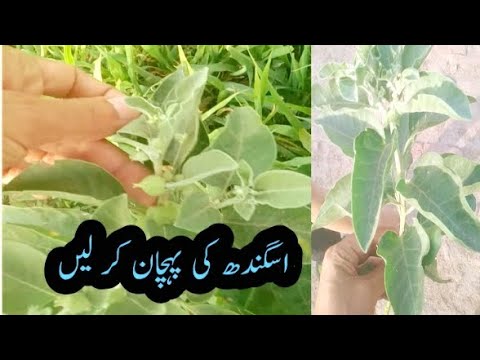 asgand ashwaganda akson plant - YouTube
