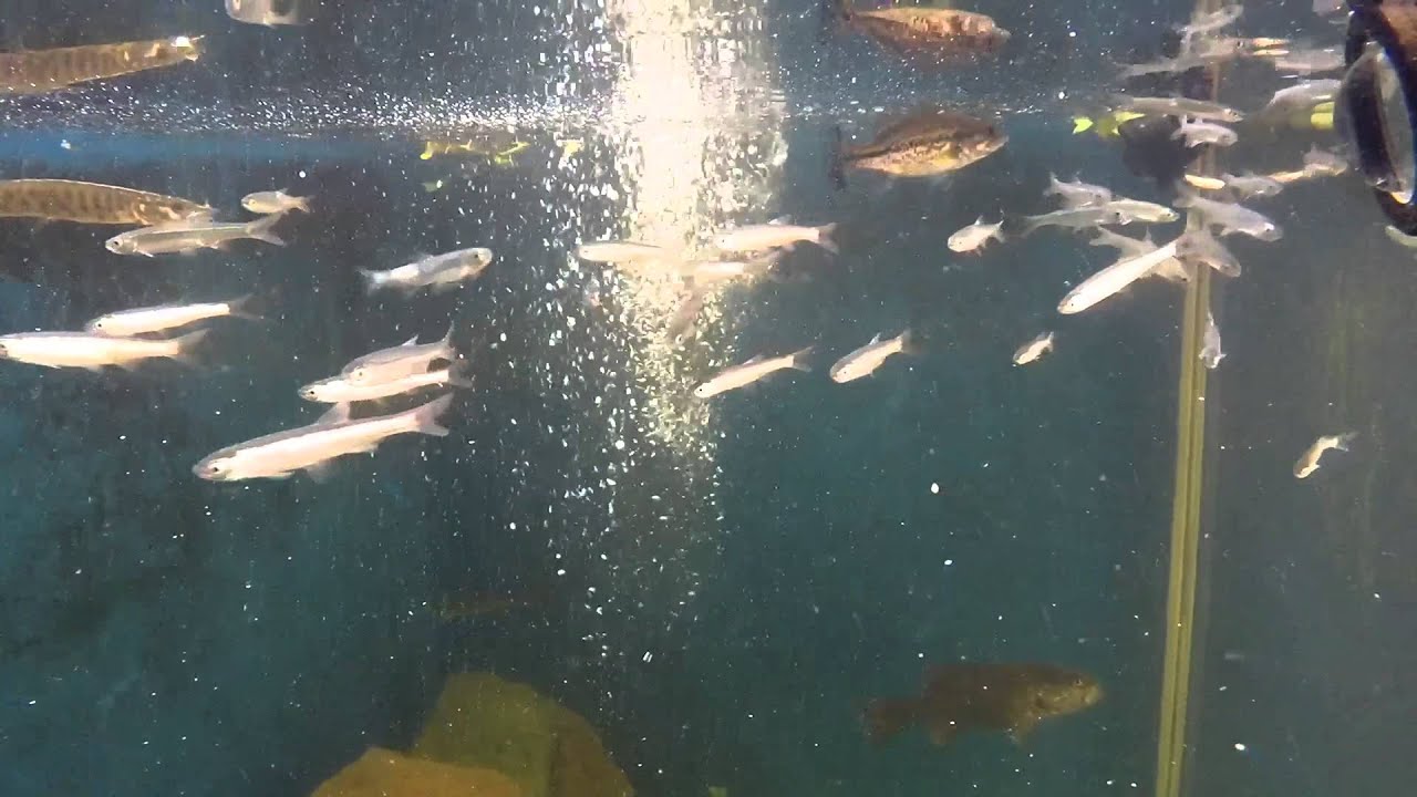 Minnow Escapes from Muskellunge Gullet - Musky Feeding Frenzy - YouTube