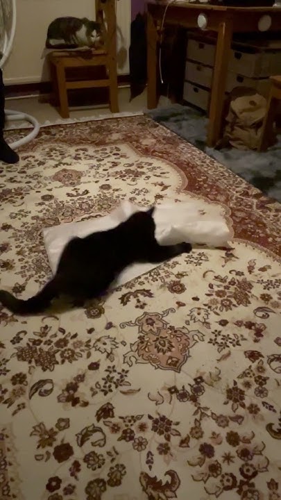 Catnip time 2 of Simba 😂 ️ - YouTube