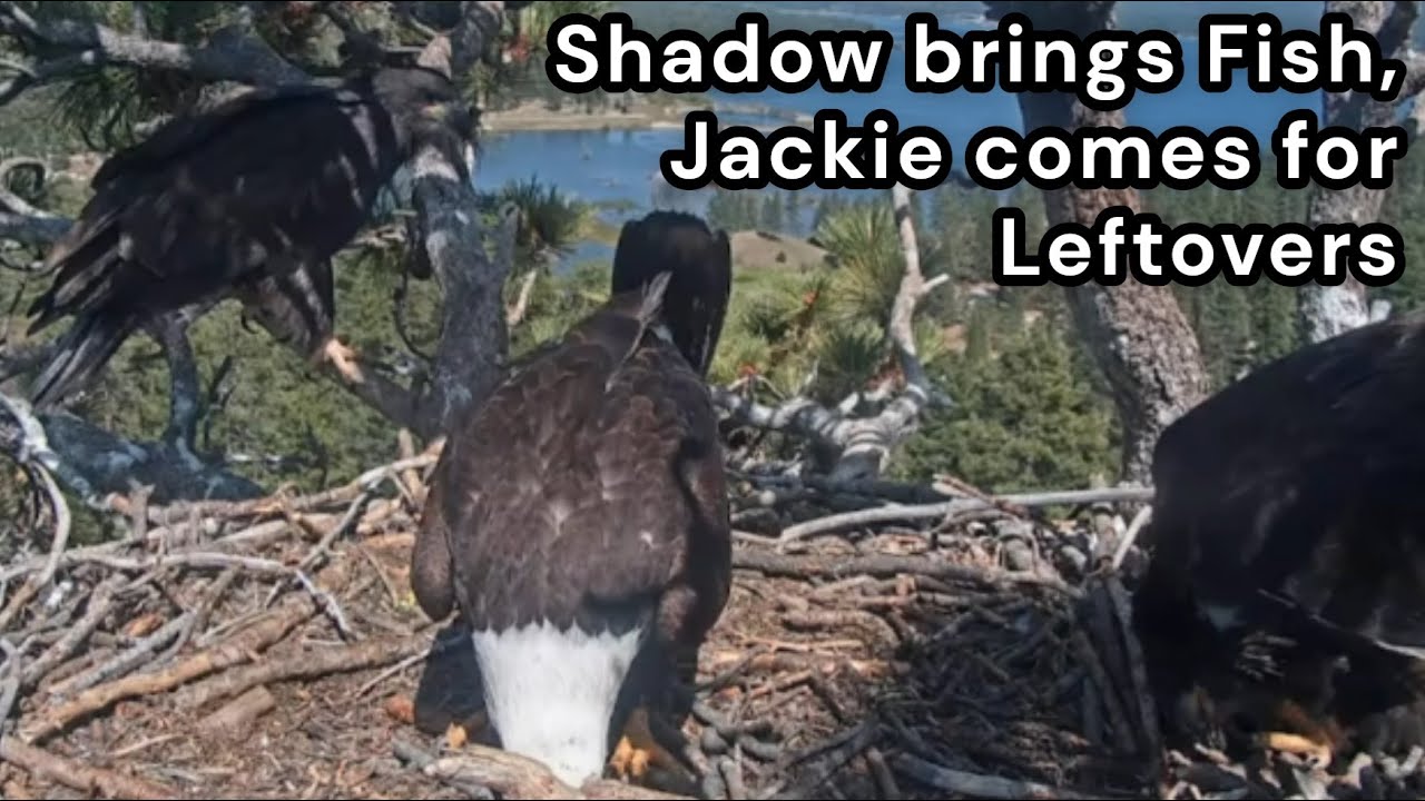 Shadow brings Fish, Jackie comes for Leftovers. 5/27/25 - Jackie ...