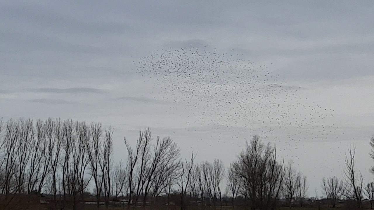 Falcon peregrine brookei tiercel chasing... - YouTube