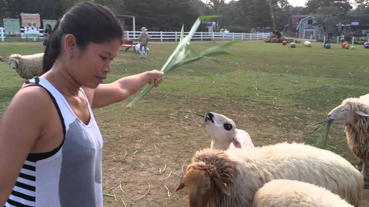 Panic in Sheep Park - YouTube