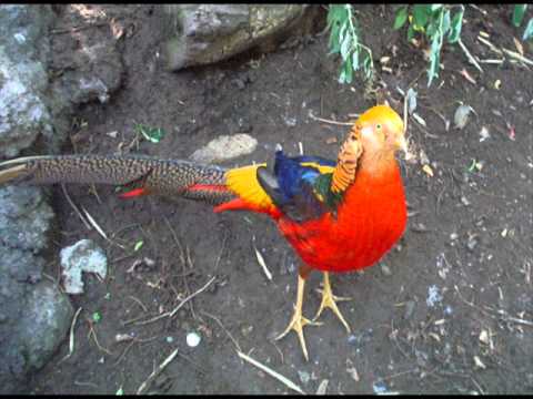 DE COLORES SPANISH TRADITIONAL SONG - YouTube