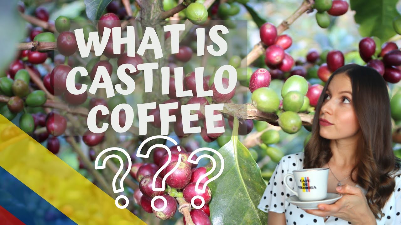 WHAT IS THE CASTILLO COFFEE VARIETAL AND HOW IT WAS CREATED - Explained ...