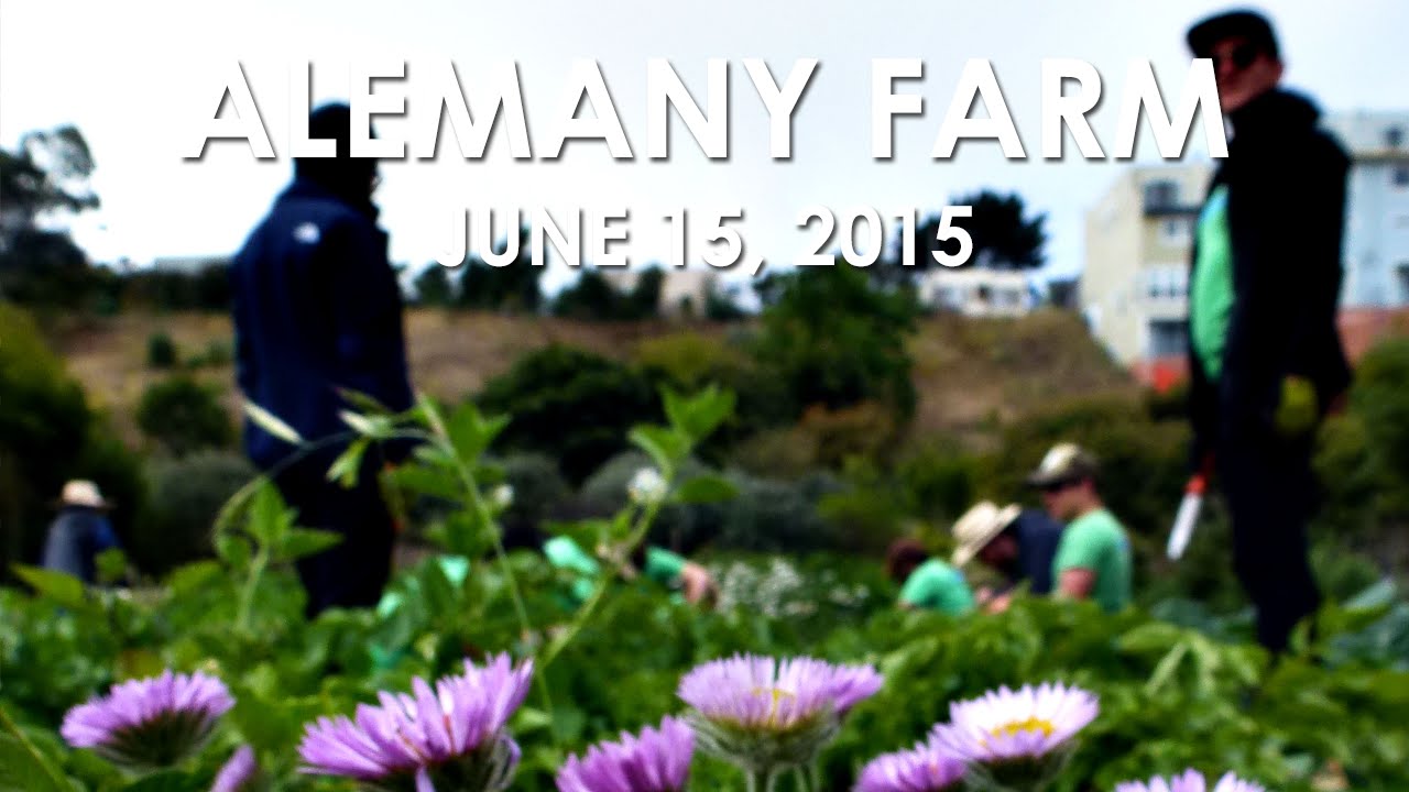 Alemany Farm [6.15.2015] - YouTube