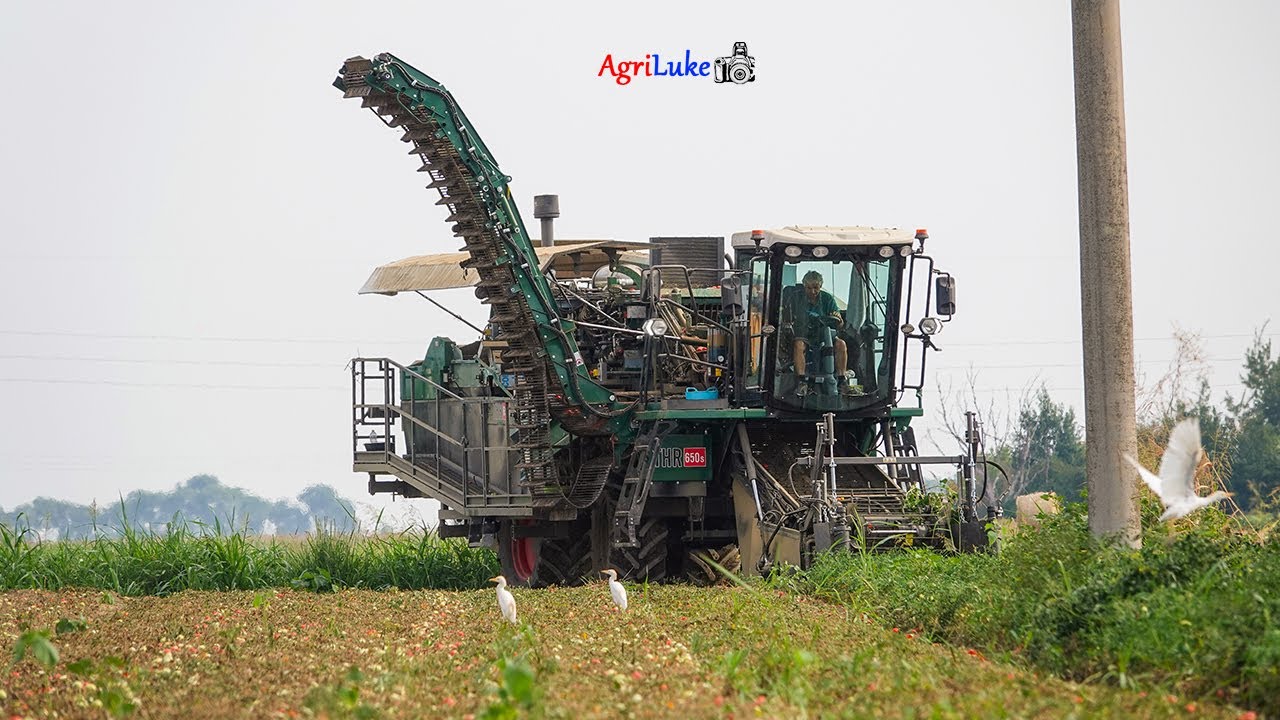 🍅 MTS Sandei THR 650s | Raccolta Pomodoro da Industria | Tomato ...