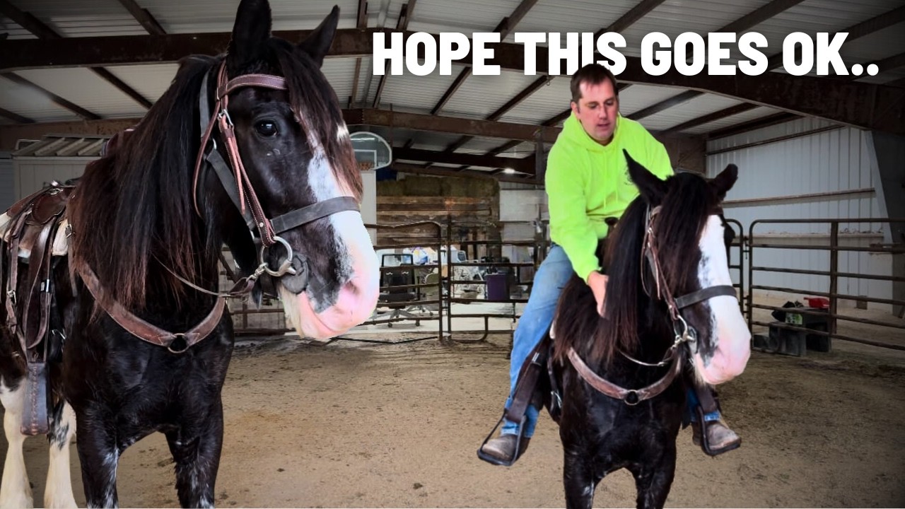 First Time Riding A Clydesdale Horse! - YouTube