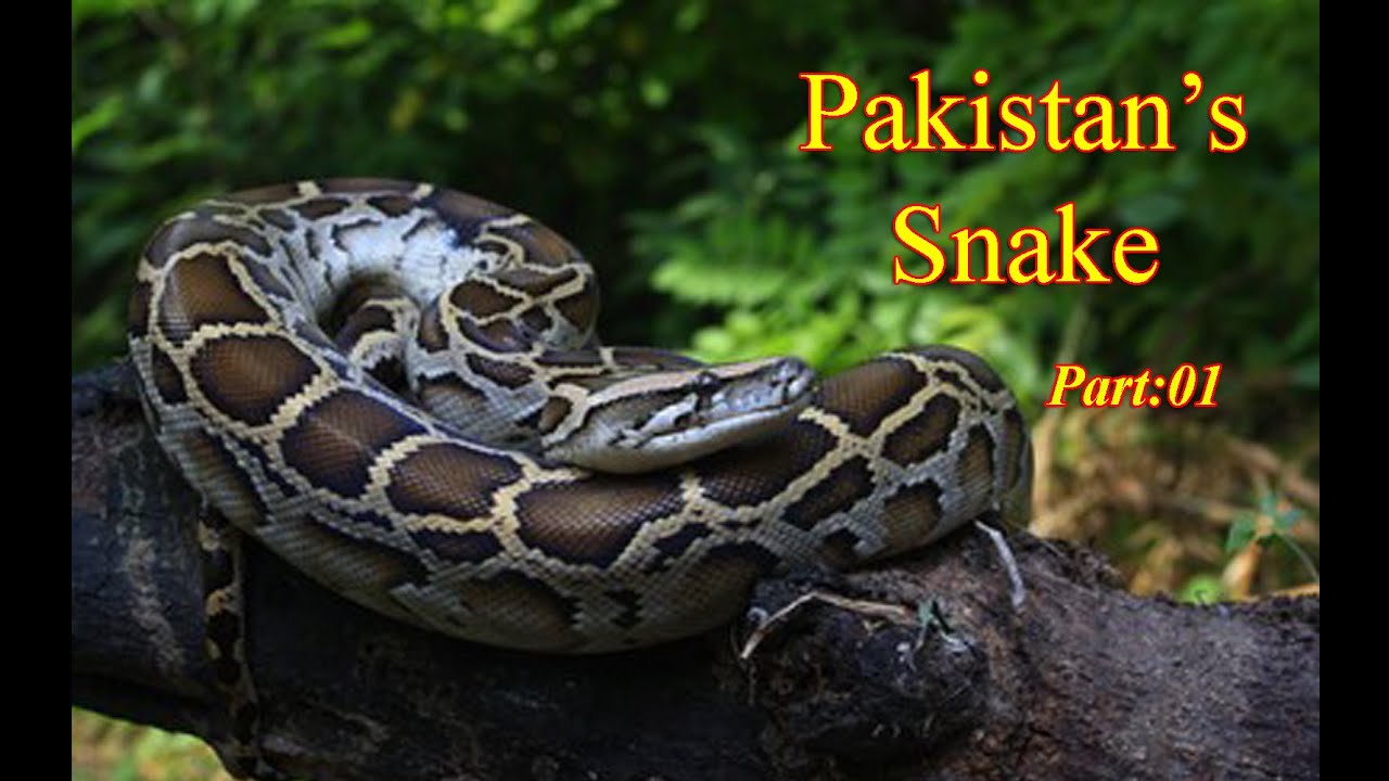 Snakes of Pakistan l Pakistani snakes l - YouTube