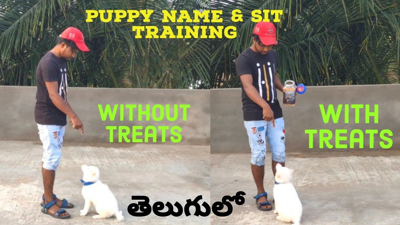 How to train sit command to puppy in Telugu. Dog name & sit command ...