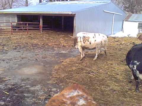 Pillard's Miniature Cattle-part 9 - YouTube
