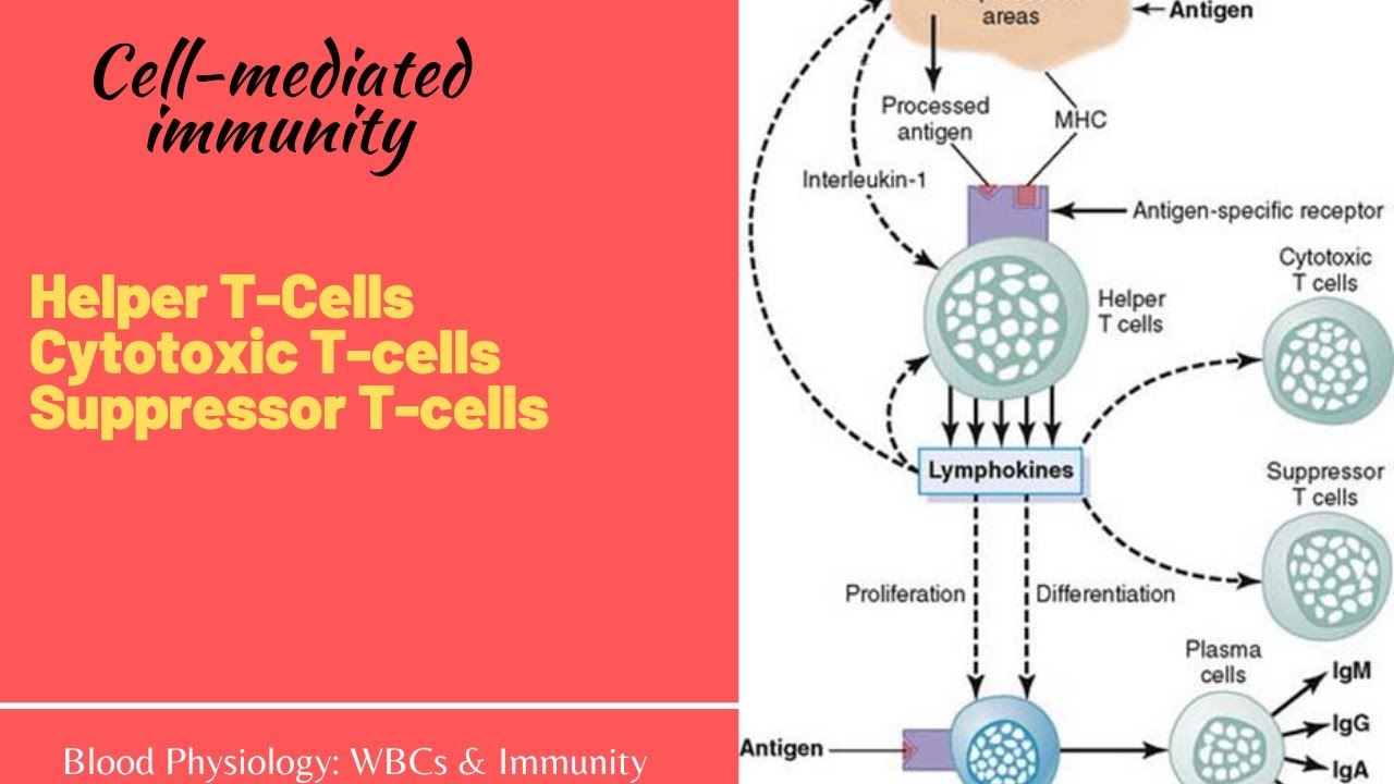 Cell-mediated (T-cell) immunity: part 2: The Helper, Cytotoxic and ...