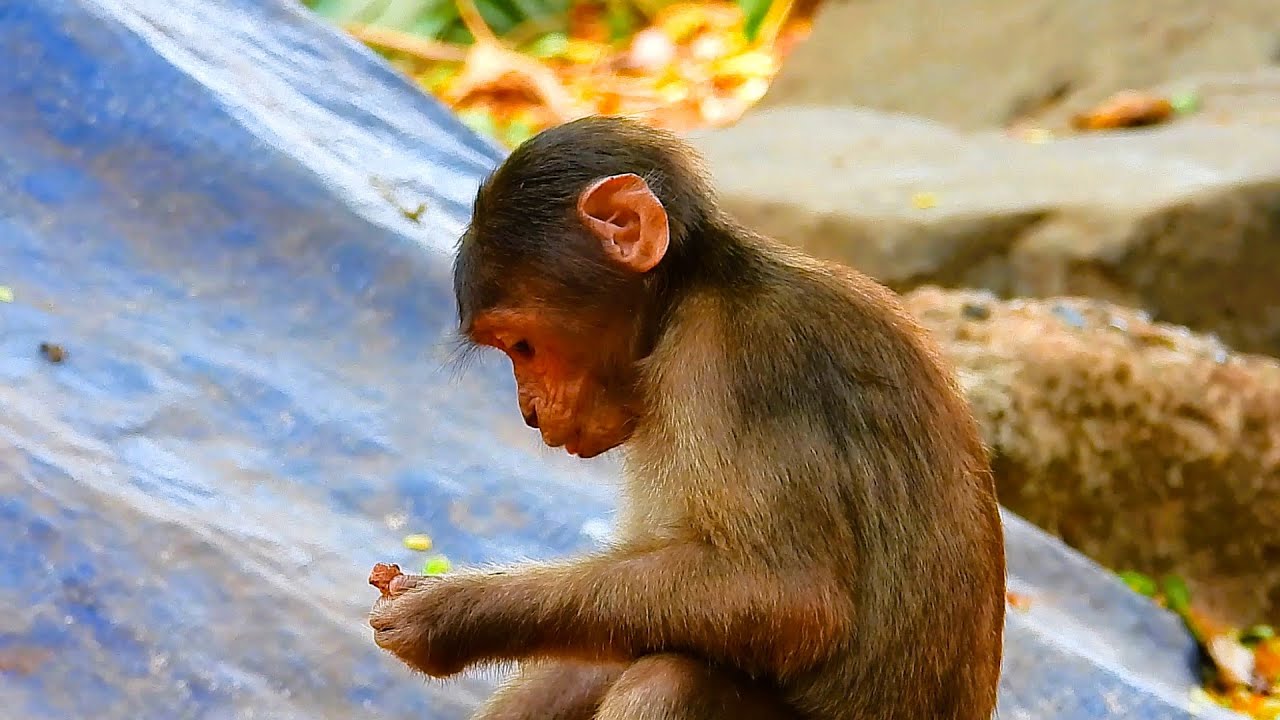Baloo, the abandoned monkey, finds himself isolated due to being a ...