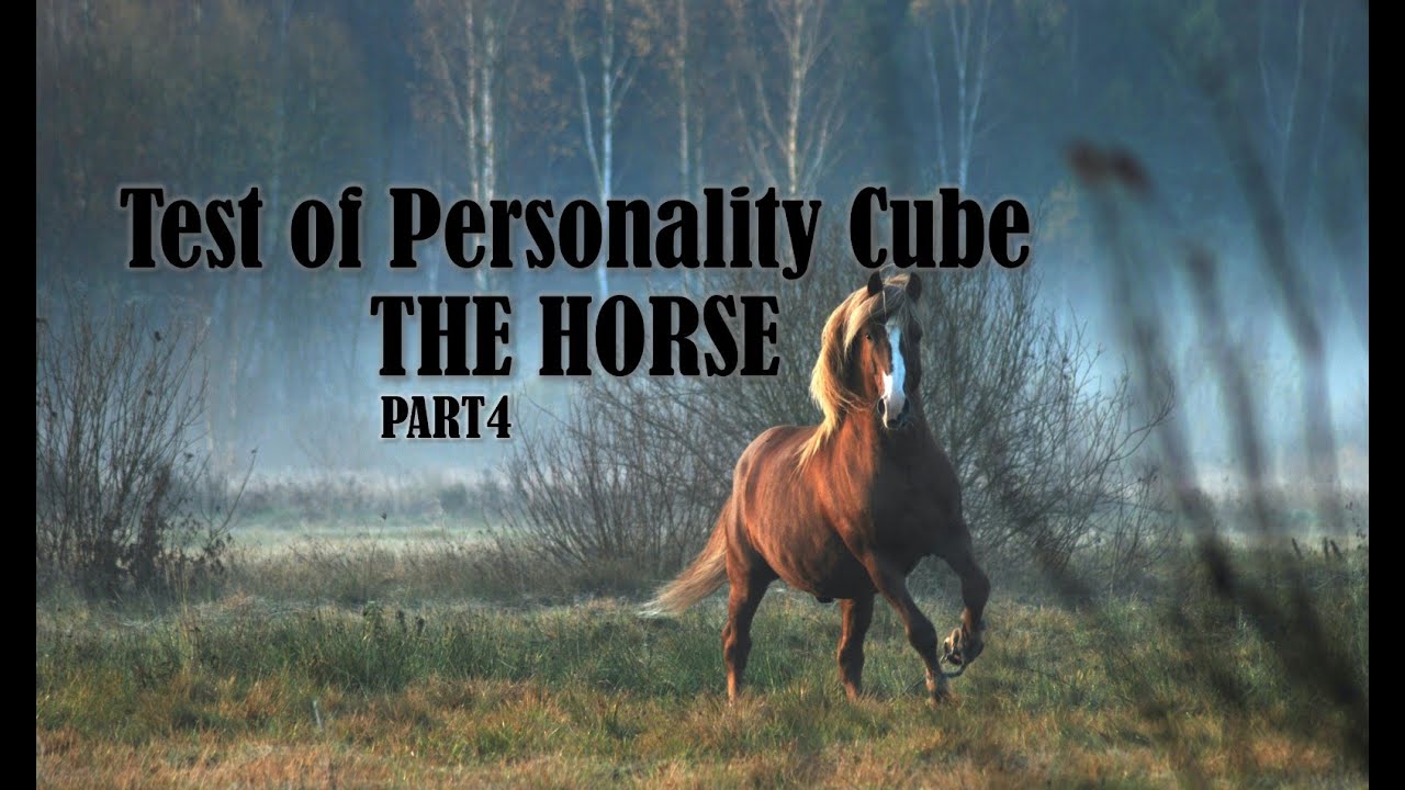Test of Personality Cube | THE HORSE PART 4 | Brainee - YouTube